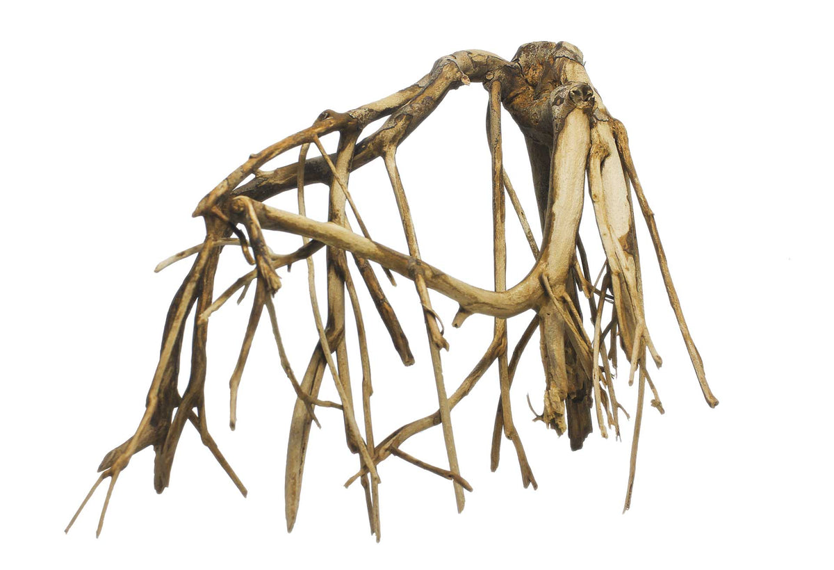 Mangle wood – Elysium Aquarium