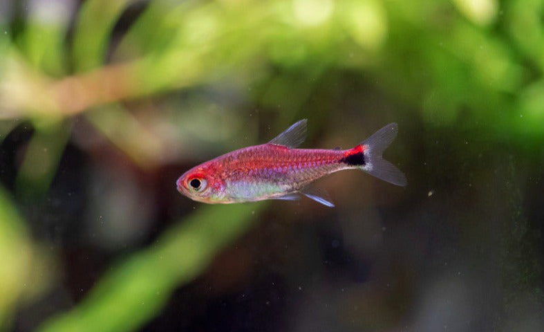 Tetra Rubis – Elysium Aquarium